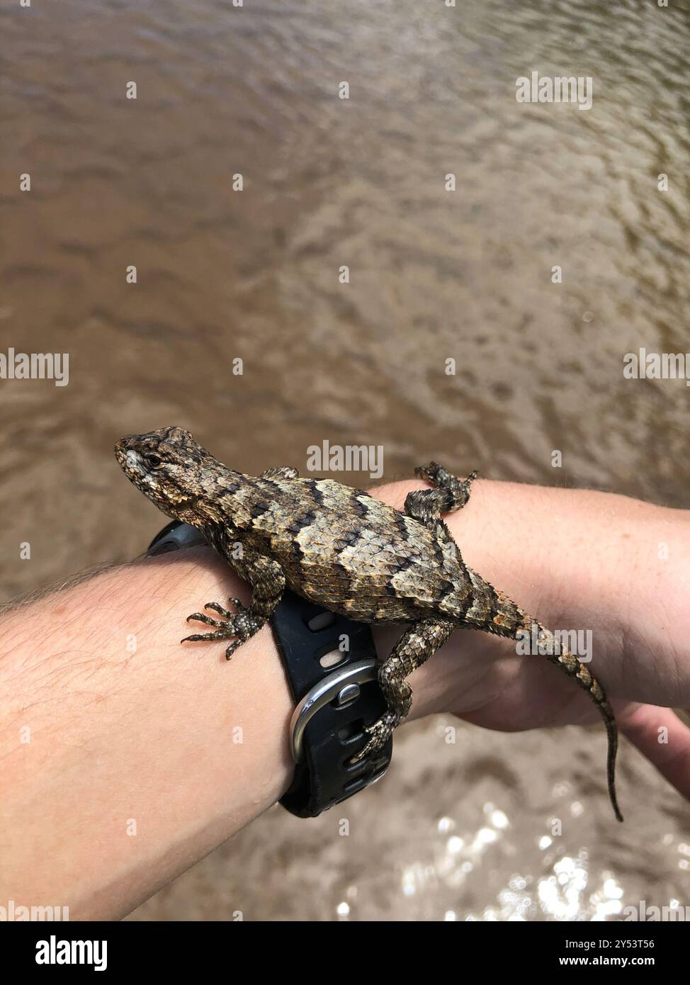 Spiny Lizards (Sceloporus) Reptilia Stock Photo - Alamy