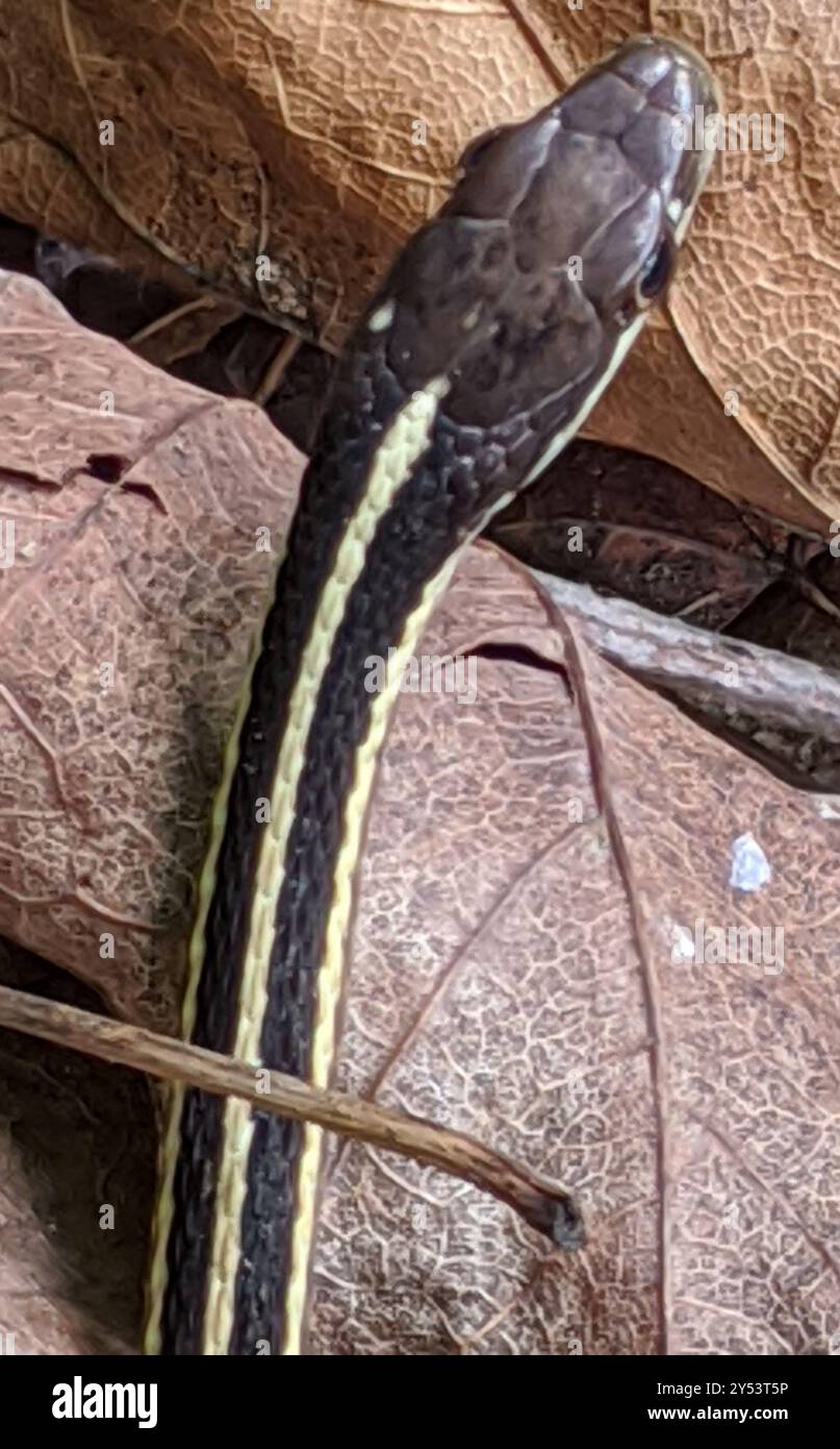 Common Ribbon Snake (Thamnophis saurita) Reptilia Stock Photo - Alamy