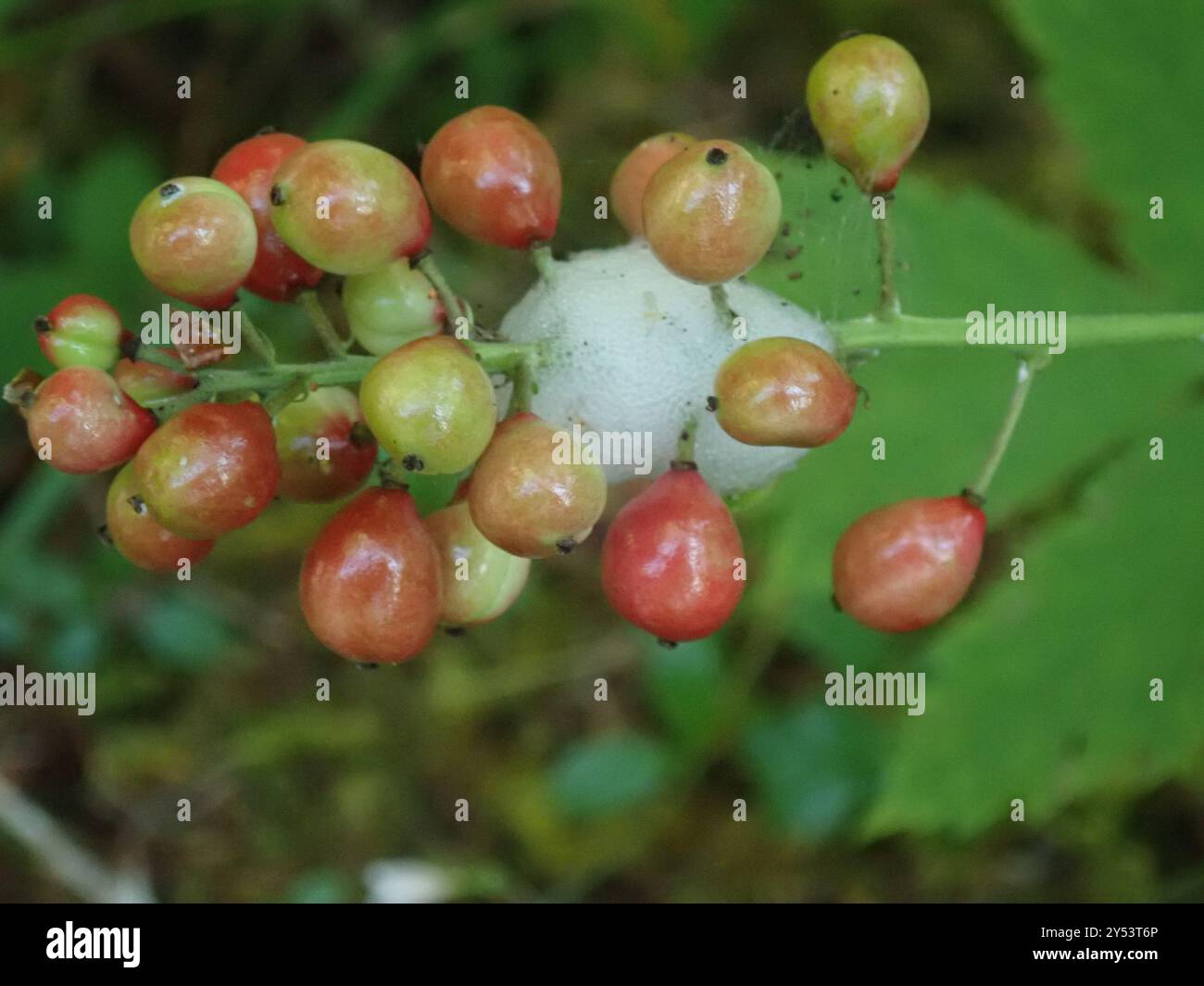 red baneberry (Actaea rubra) Plantae Stock Photo - Alamy