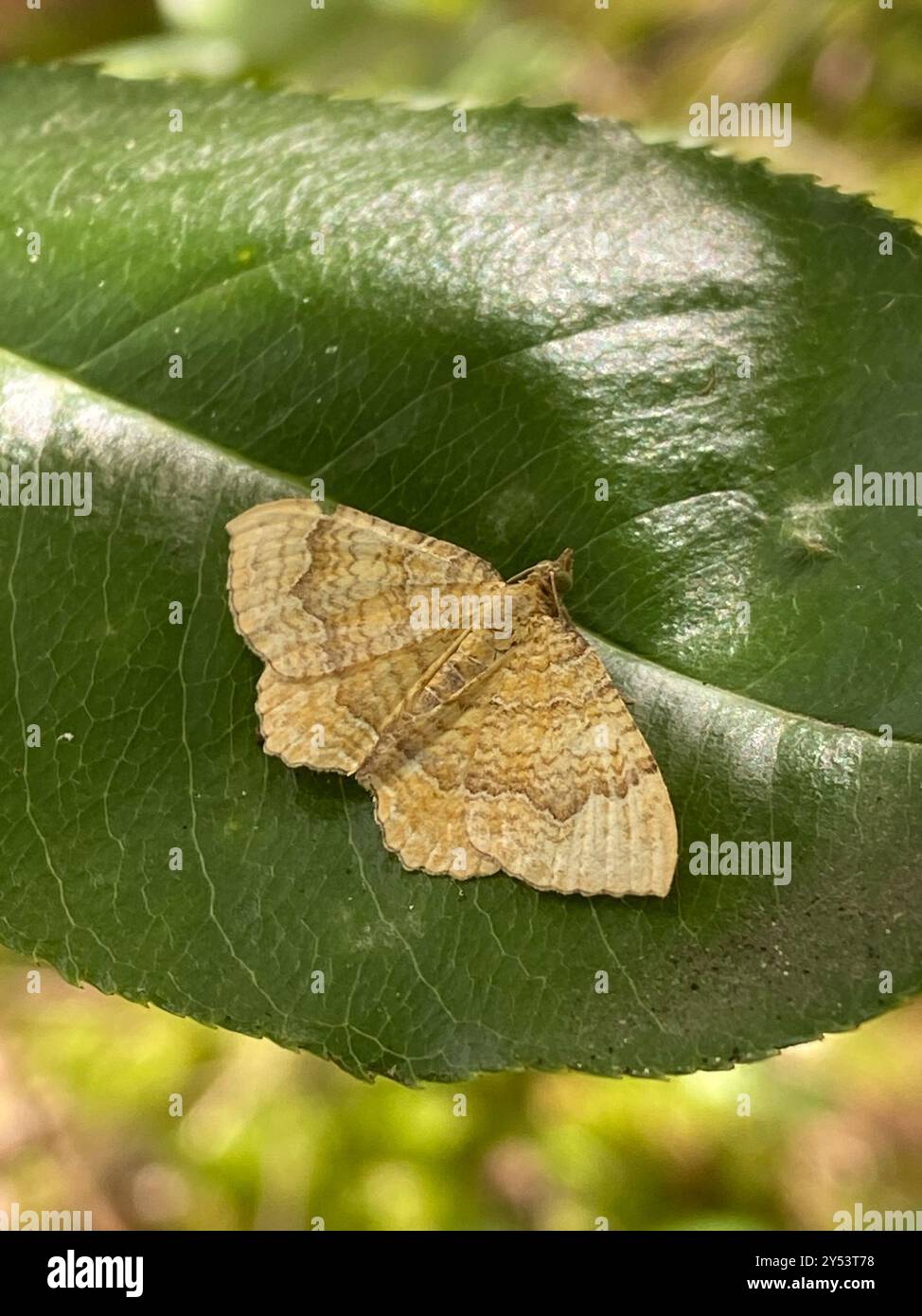 Yellow Shell Moth (Camptogramma bilineata) Insecta Stock Photo - Alamy