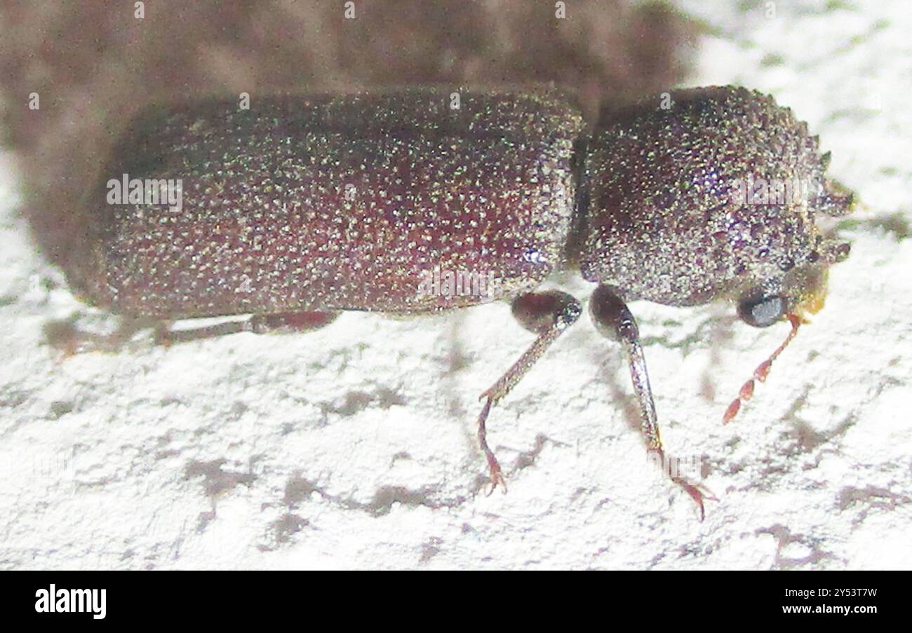 Boxwood Borer (Heterobostrychus brunneus) Insecta Stock Photo - Alamy