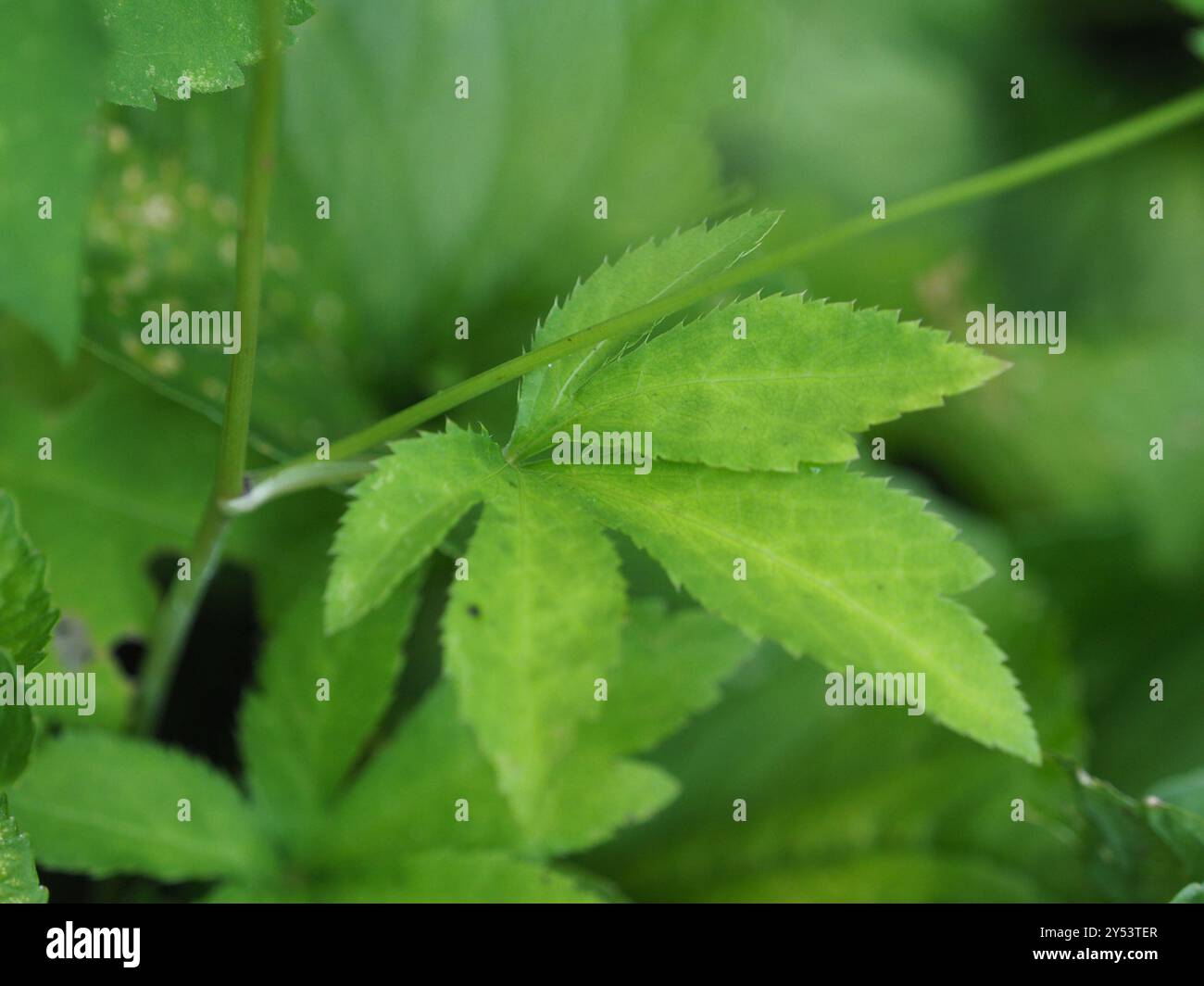 Black Snakeroot (Sanicula canadensis) Plantae Stock Photo - Alamy