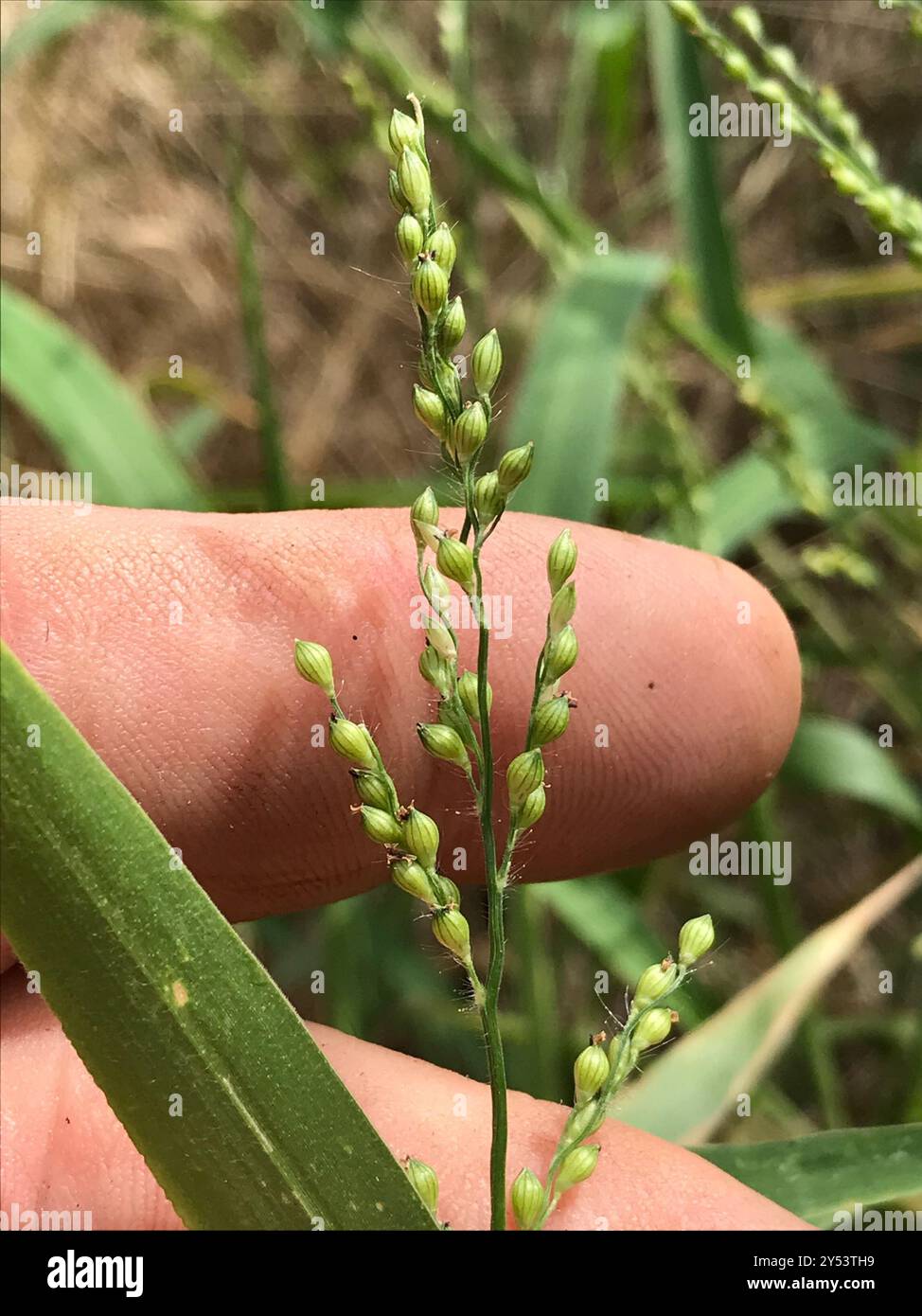 Browntop Signalgrass (Urochloa fusca) Plantae Stock Photo - Alamy