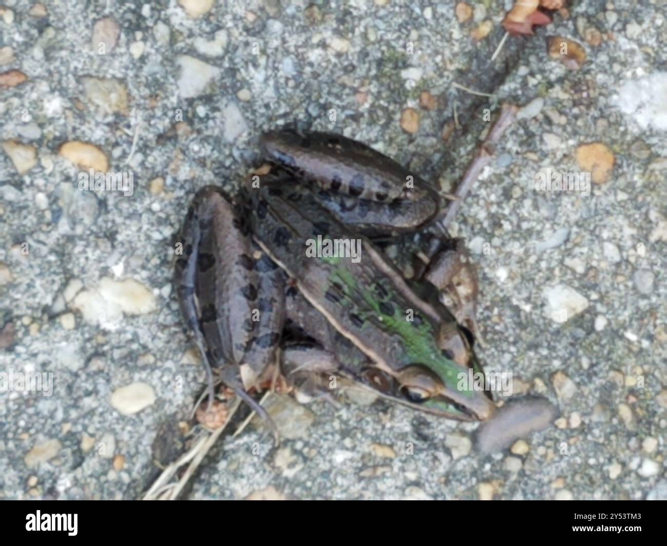 Southern Leopard Frog (Lithobates sphenocephalus) Amphibia Stock Photo ...