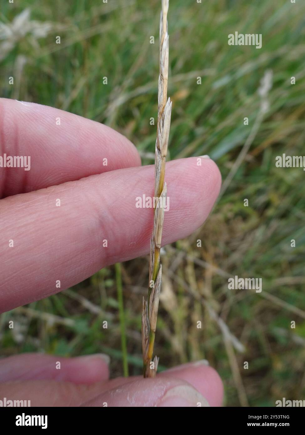 Hard-grass (Parapholis strigosa) Plantae Stock Photo - Alamy