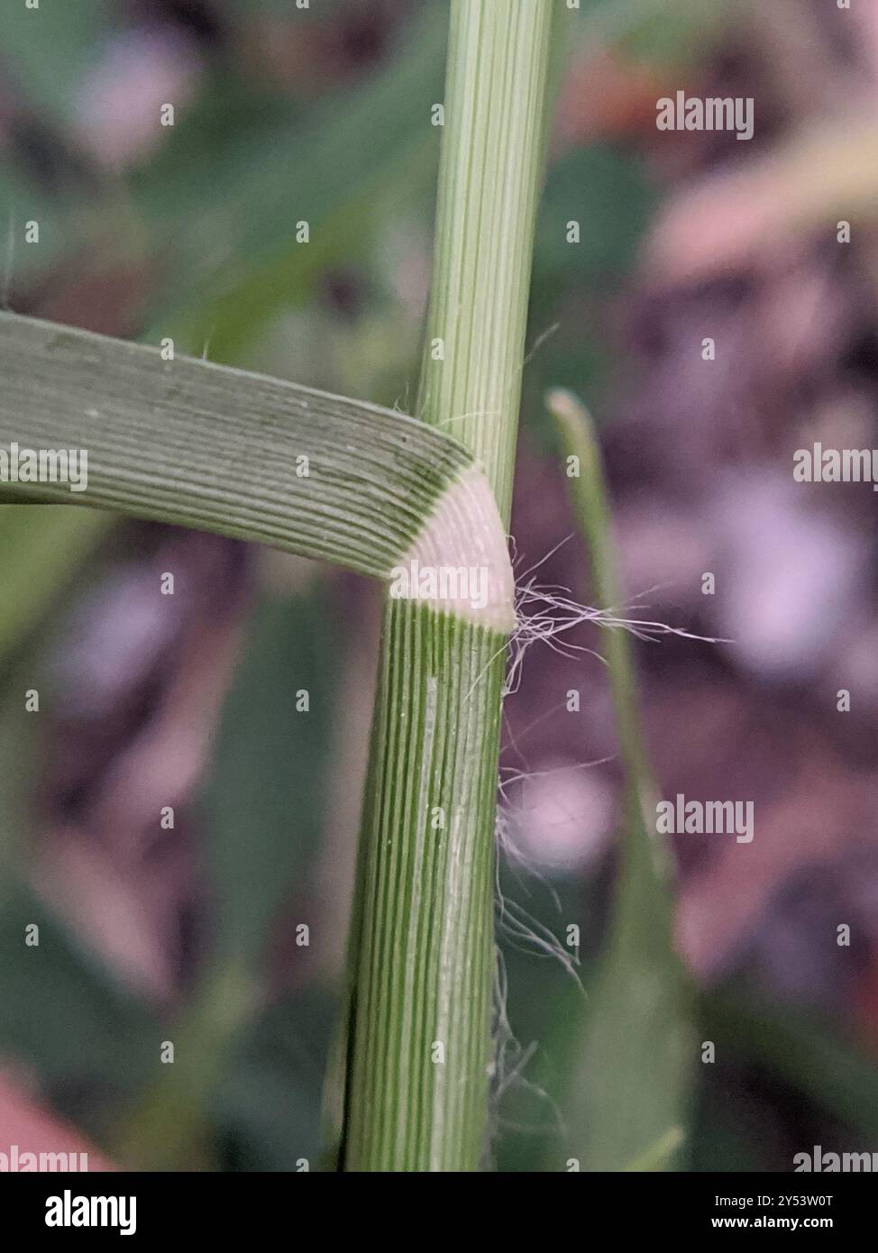 Goose Grass (Eleusine indica) Plantae Stock Photo - Alamy
