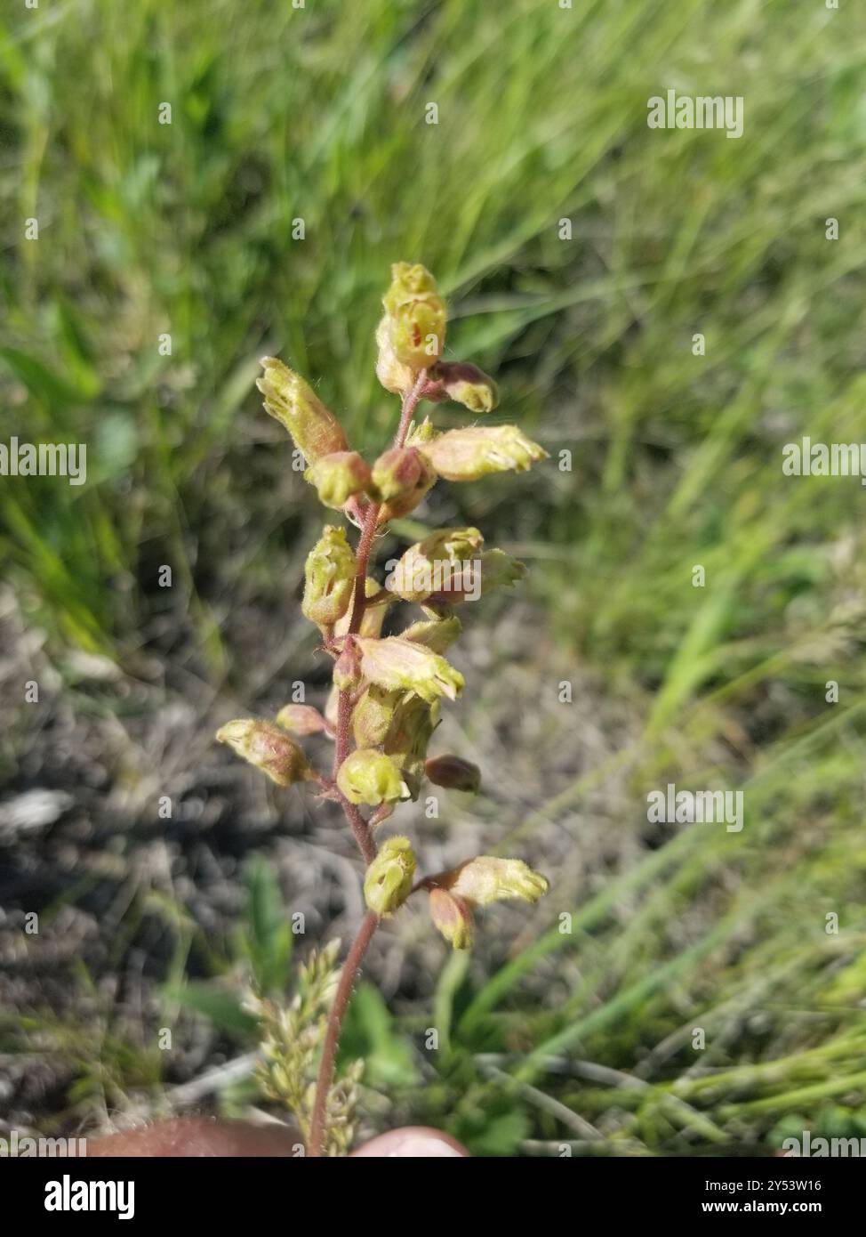 prairie alumroot (Heuchera richardsonii) Plantae Stock Photo - Alamy