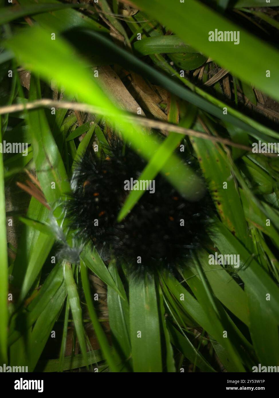 Giant Leopard Moth (Hypercompe scribonia) Insecta Stock Photo - Alamy