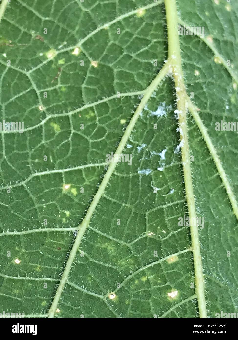netleaf hackberry (Celtis reticulata) Plantae Stock Photo - Alamy