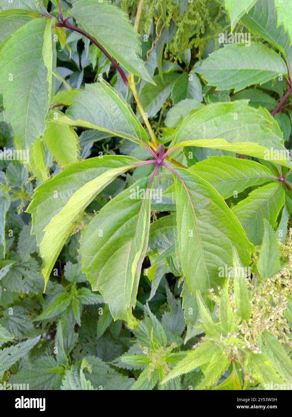 thicket creeper (Parthenocissus inserta) Plantae Stock Photo - Alamy