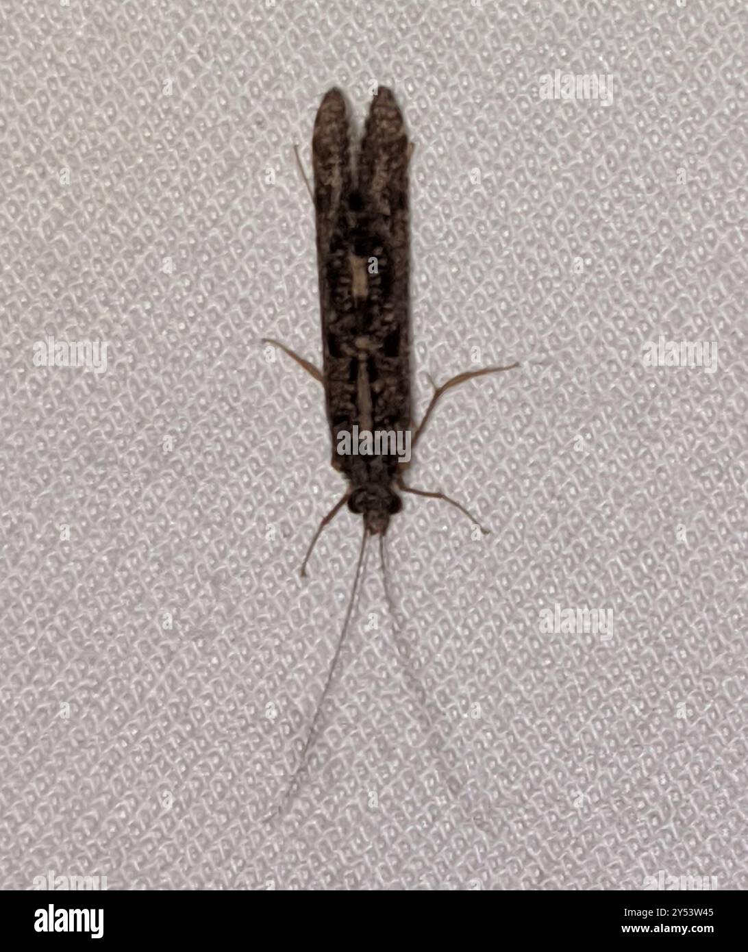 Net-spinning Caddisflies (Hydropsychidae) Insecta Stock Photo - Alamy