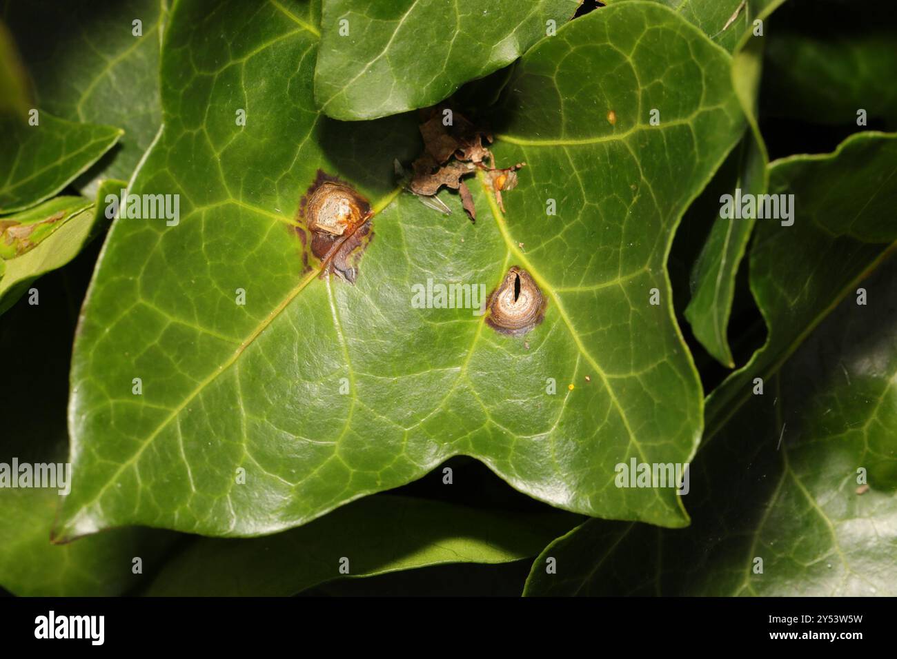 Leaf spot of ivy (Boeremia hedericola) Fungi Stock Photo - Alamy