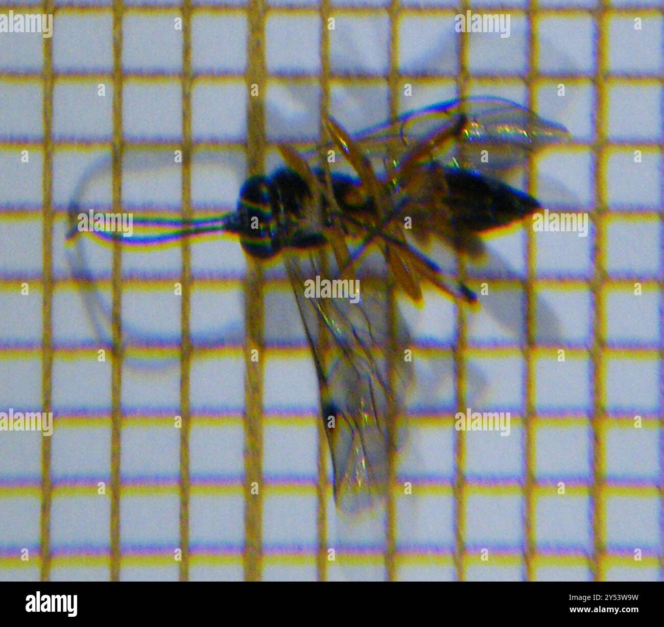 Common Hover Fly Parasitoid Wasp (Diplazon laetatorius) Insecta Stock ...