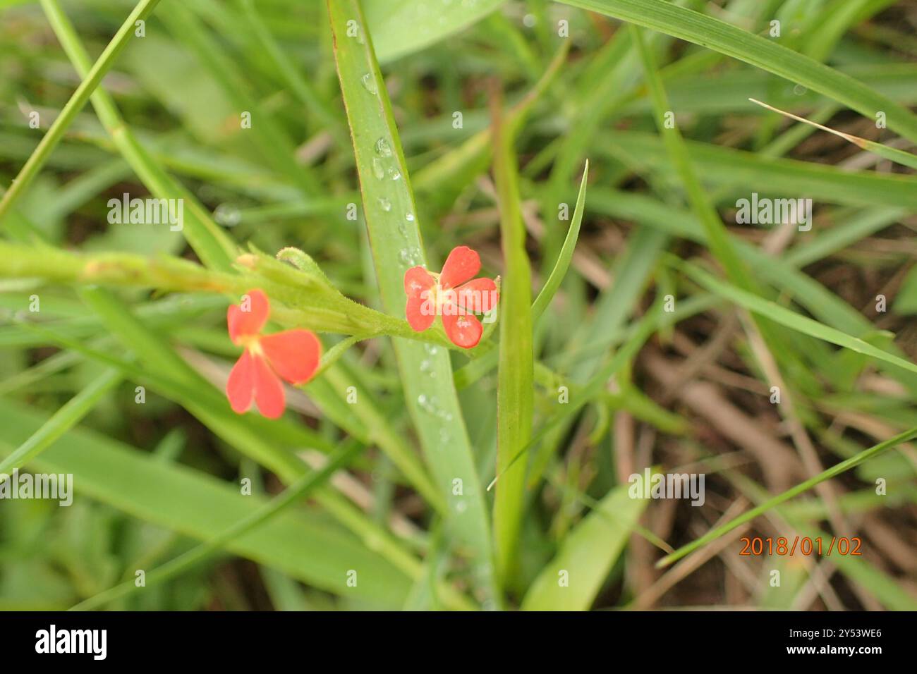 Witchweed (Striga asiatica) Plantae Stock Photo - Alamy