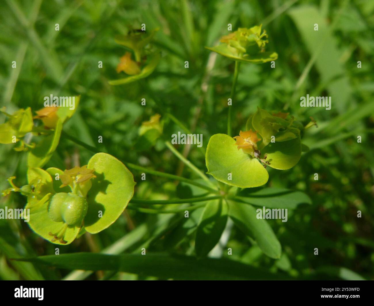 leafy spurge (Euphorbia esula) Plantae Stock Photo - Alamy