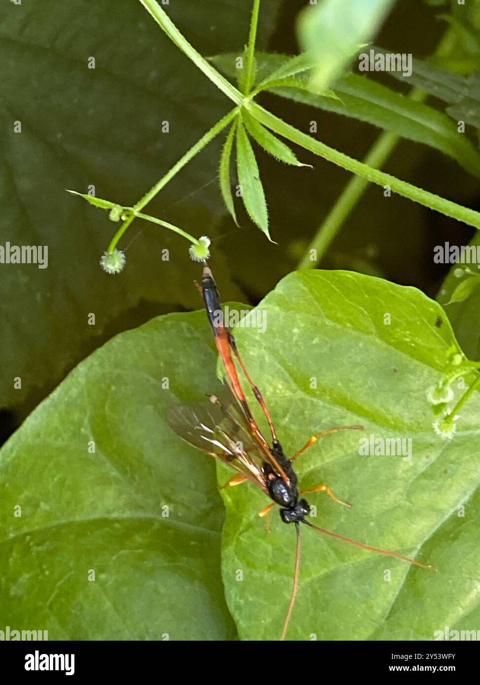(Therion circumflexum) Insecta Stock Photo - Alamy