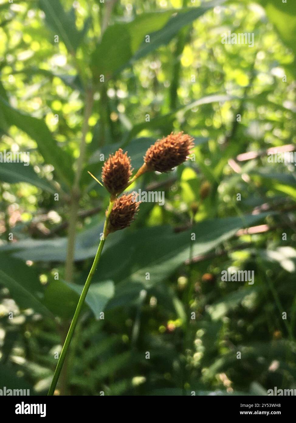 Broadwing Sedge (Carex alata) Plantae Stock Photo - Alamy