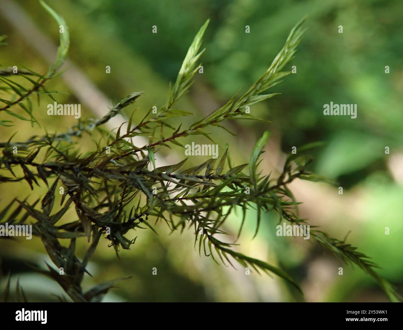 (Fontinalis howellii) Plantae Stock Photo - Alamy