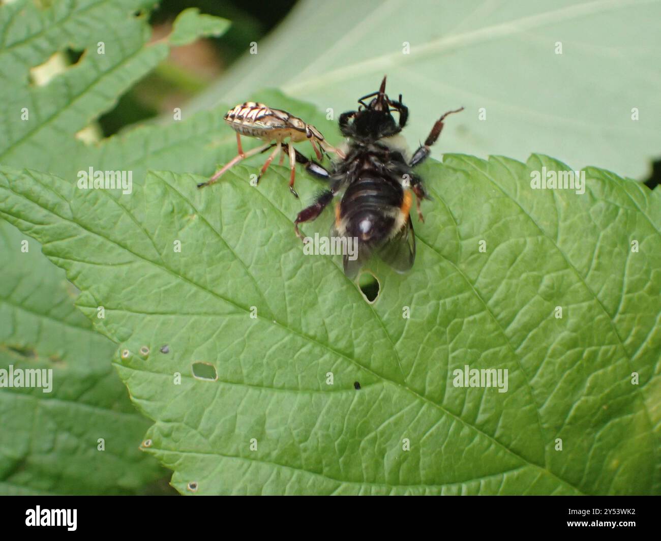 True Bugs, Hoppers, Aphids, and allies (Hemiptera) Insecta Stock Photo ...