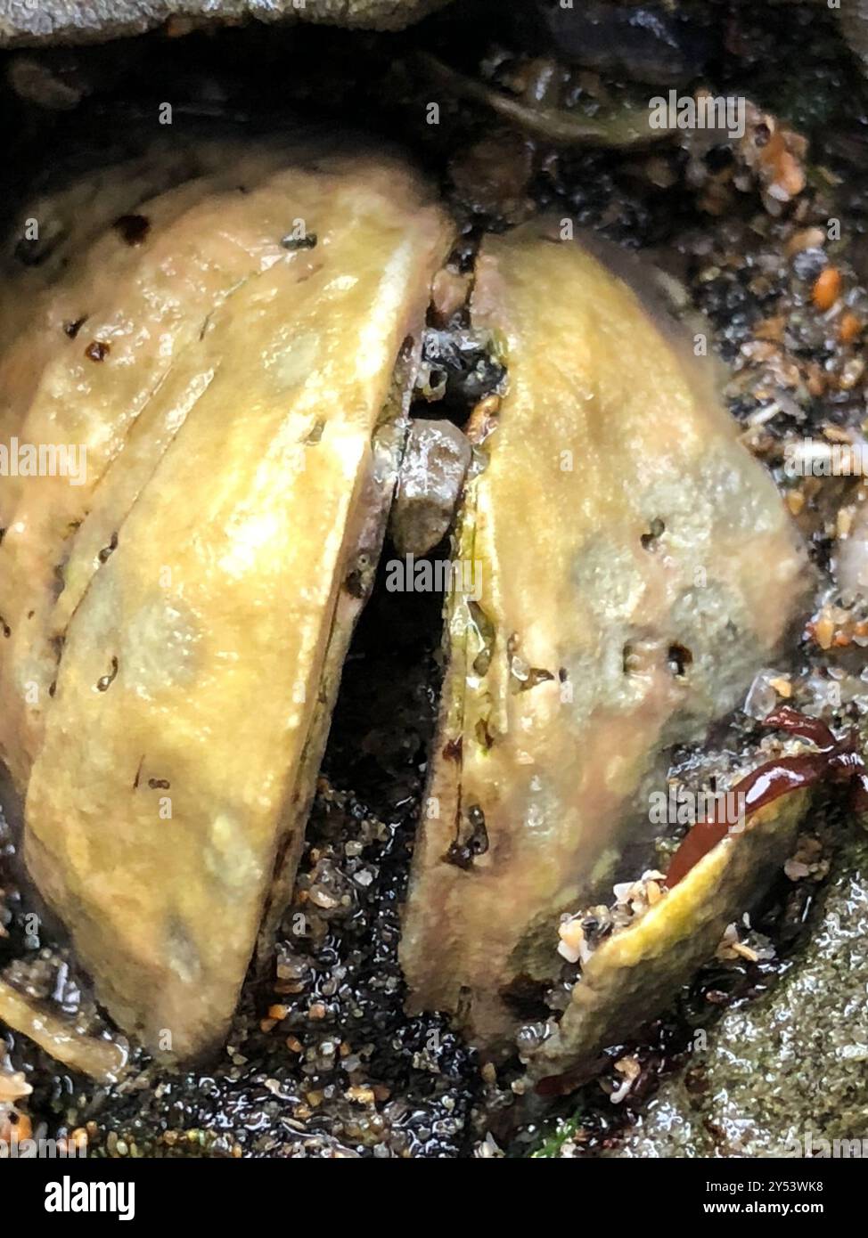 Bivalves (Bivalvia) Mollusca Stock Photo - Alamy