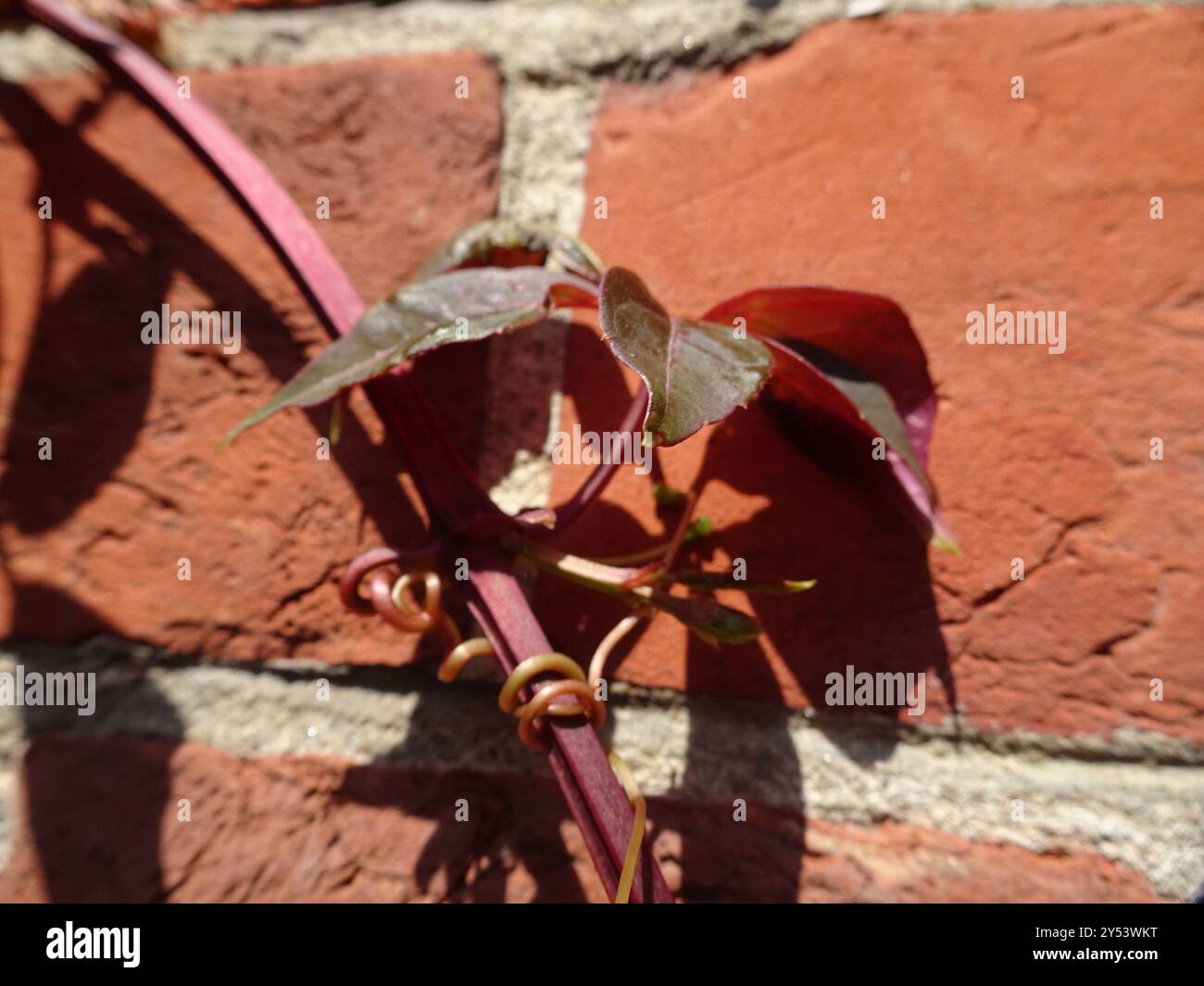 Chinese Virginia Creeper (Parthenocissus henryana) Plantae Stock Photo ...