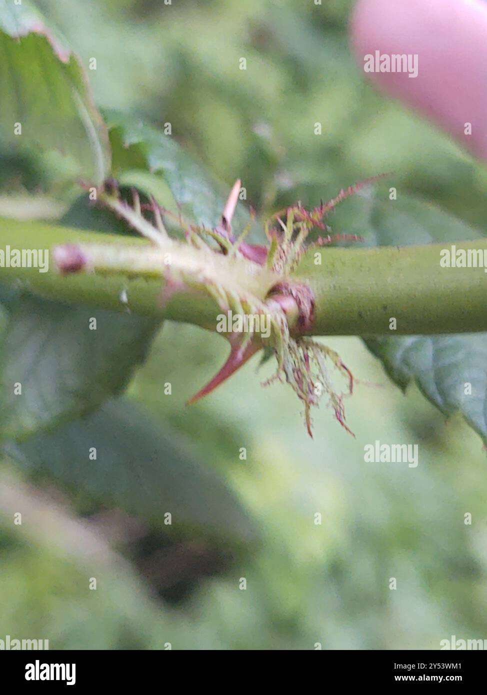 multiflora rose (Rosa multiflora) Plantae Stock Photo - Alamy
