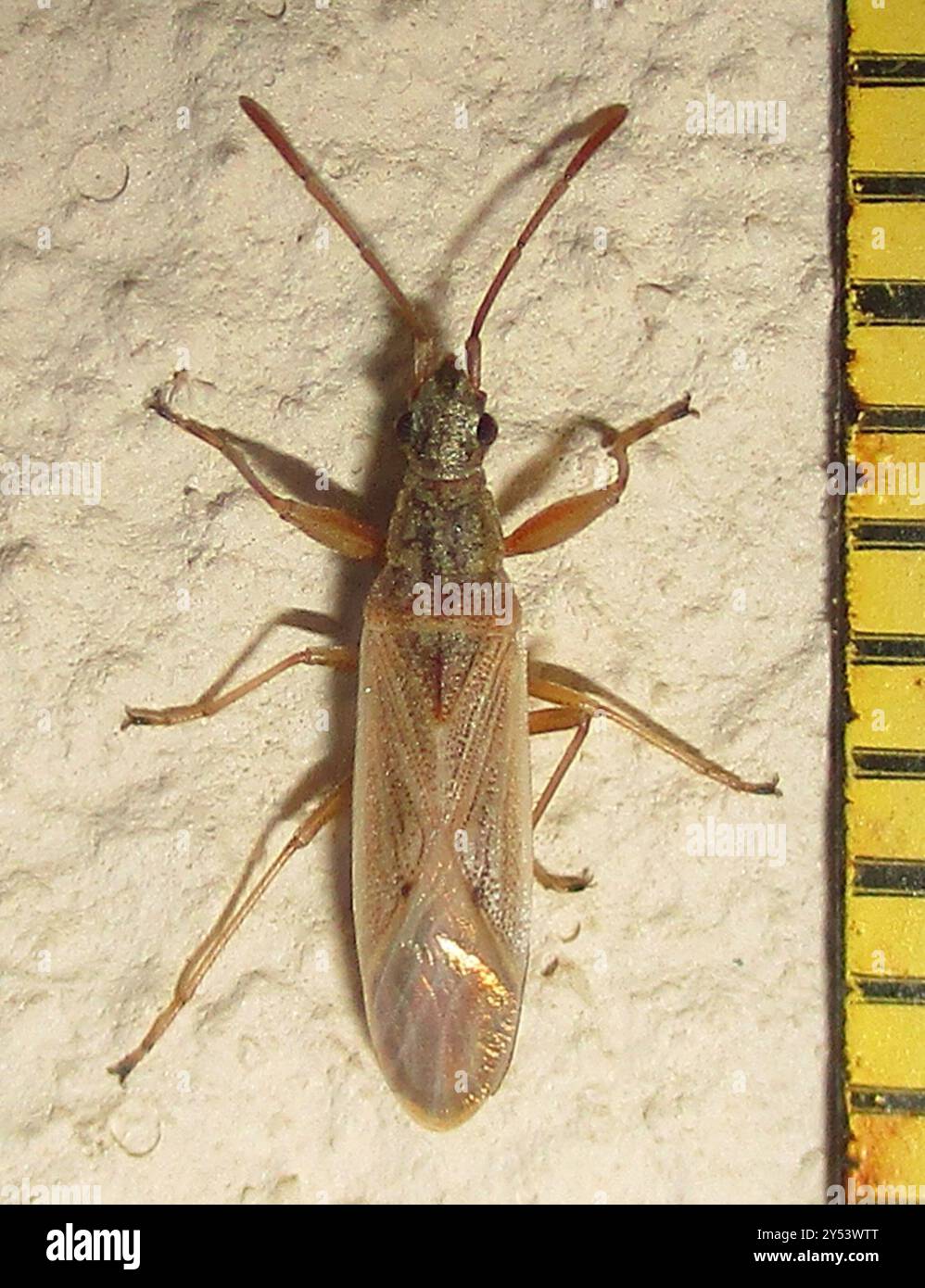 (Paromius gracilis) Insecta Stock Photo - Alamy