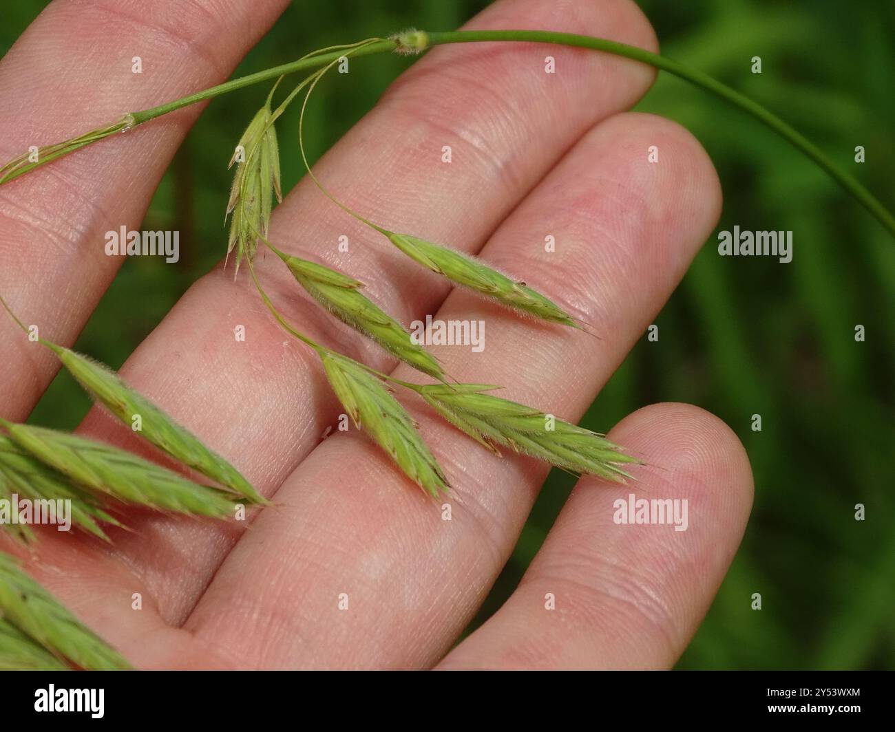 Prairie Brome (Bromus kalmii) Plantae Stock Photo - Alamy