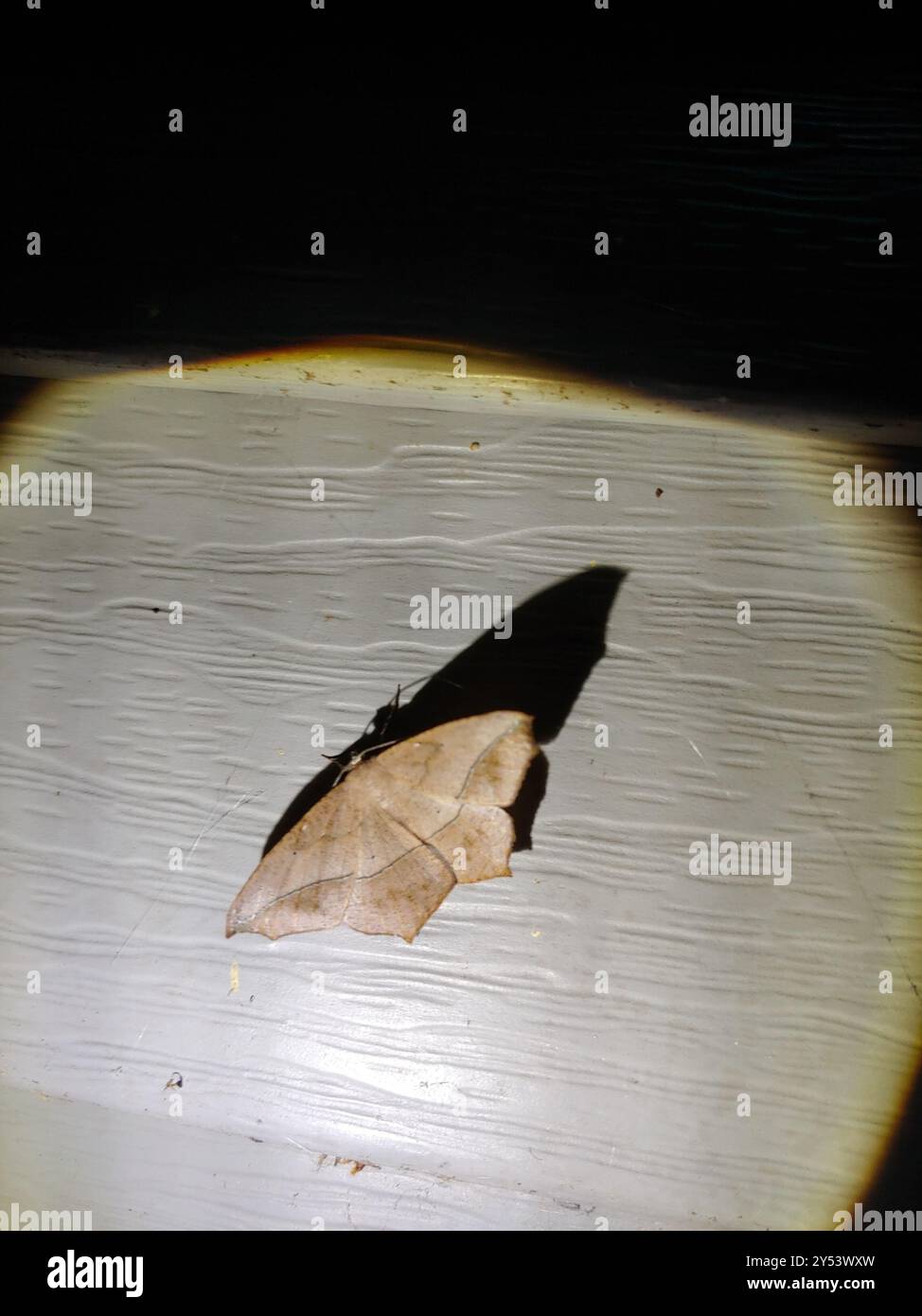 Large Maple Spanworm Moth (Prochoerodes lineola) Insecta Stock Photo ...