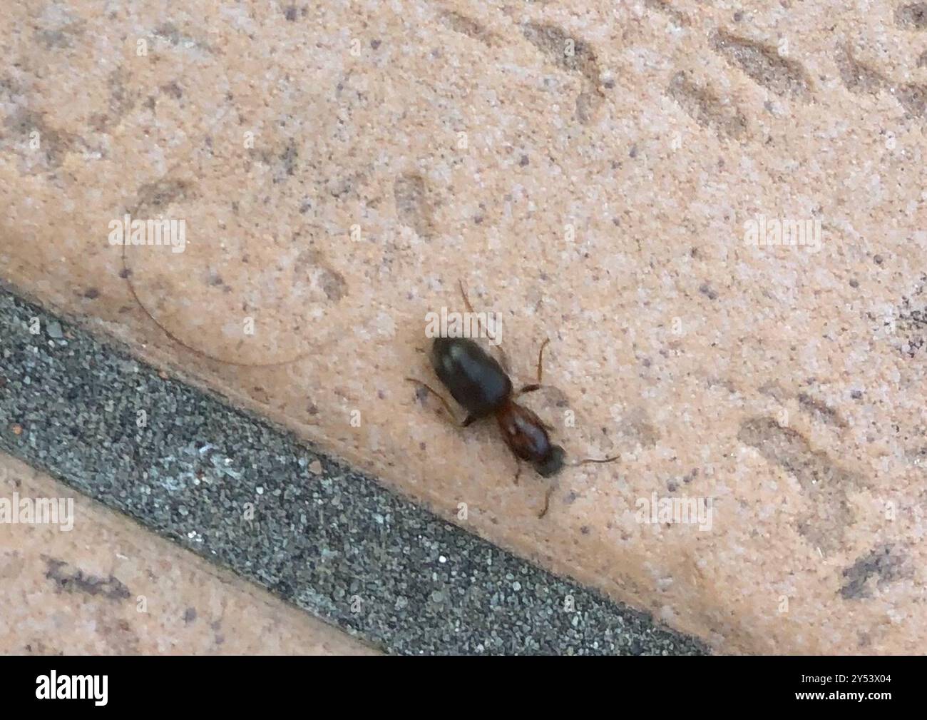 central european bicolored ant (Lasius emarginatus) Insecta Stock Photo ...
