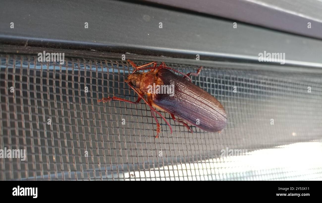 Hairy Pine Borer (Tragosoma harrisii) Insecta Stock Photo - Alamy