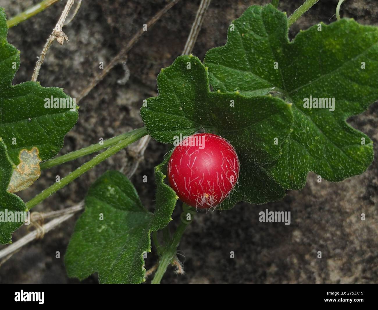 Madras Pea Pumpkin (Cucumis maderaspatanus) Plantae Stock Photo - Alamy