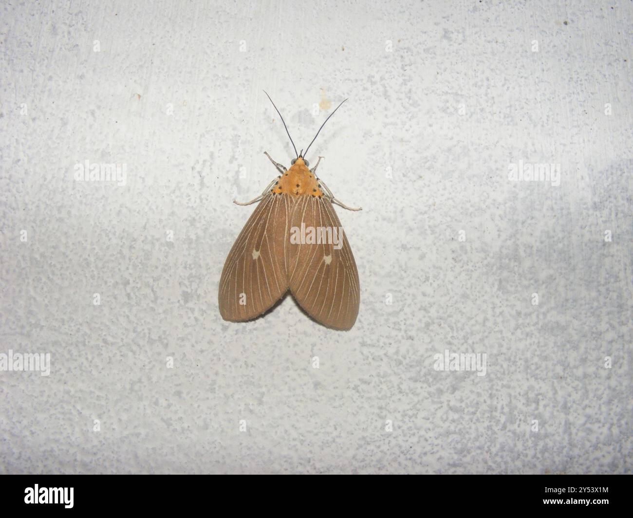 Tropical Tiger Moth (Asota caricae) Insecta Stock Photo - Alamy