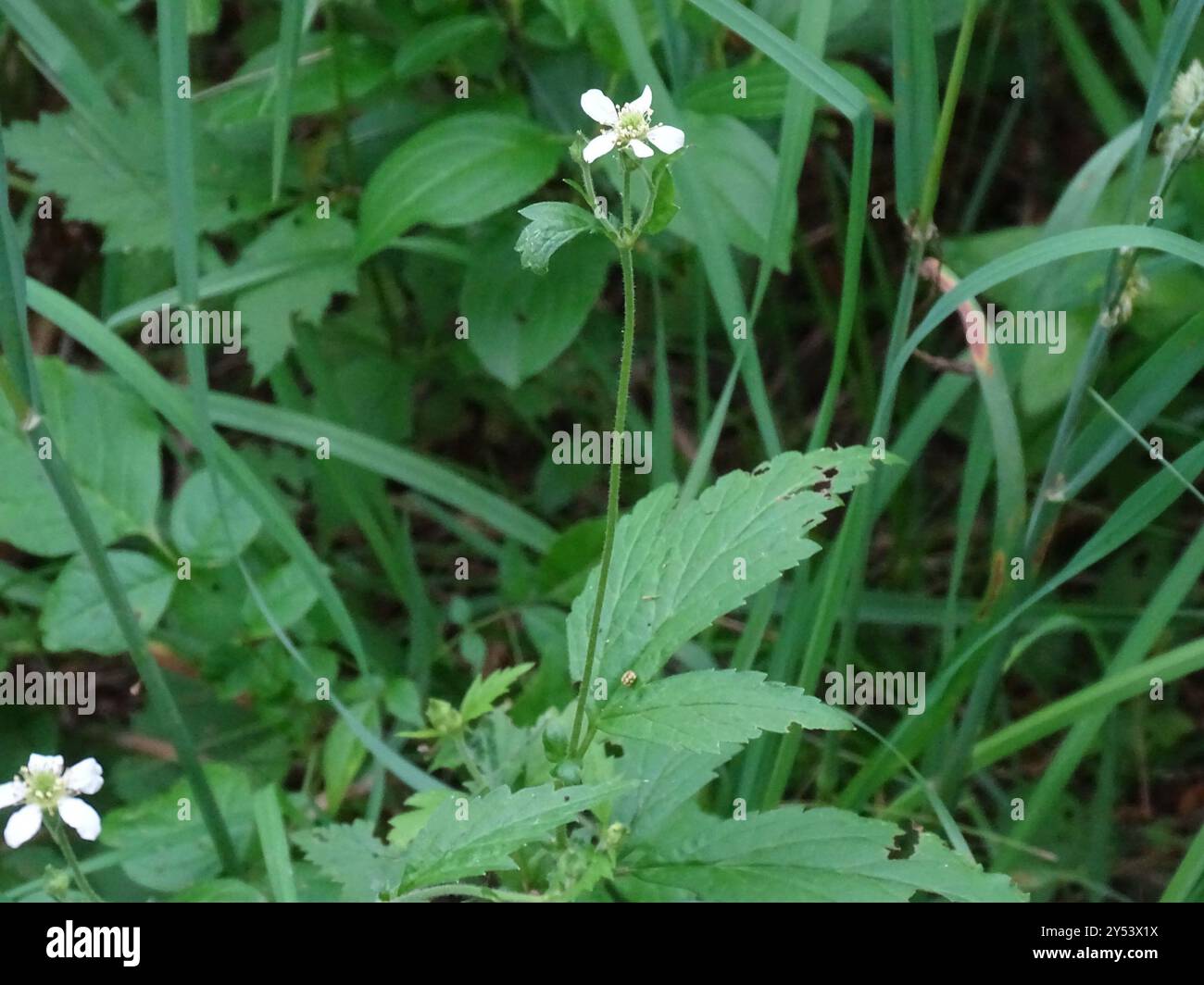 white avens (Geum canadense) Plantae Stock Photo - Alamy