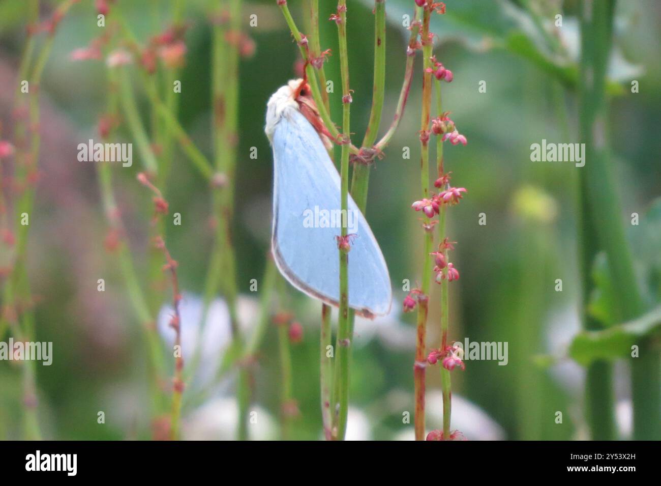Ghost Moth (Hepialus humuli) Insecta Stock Photo - Alamy