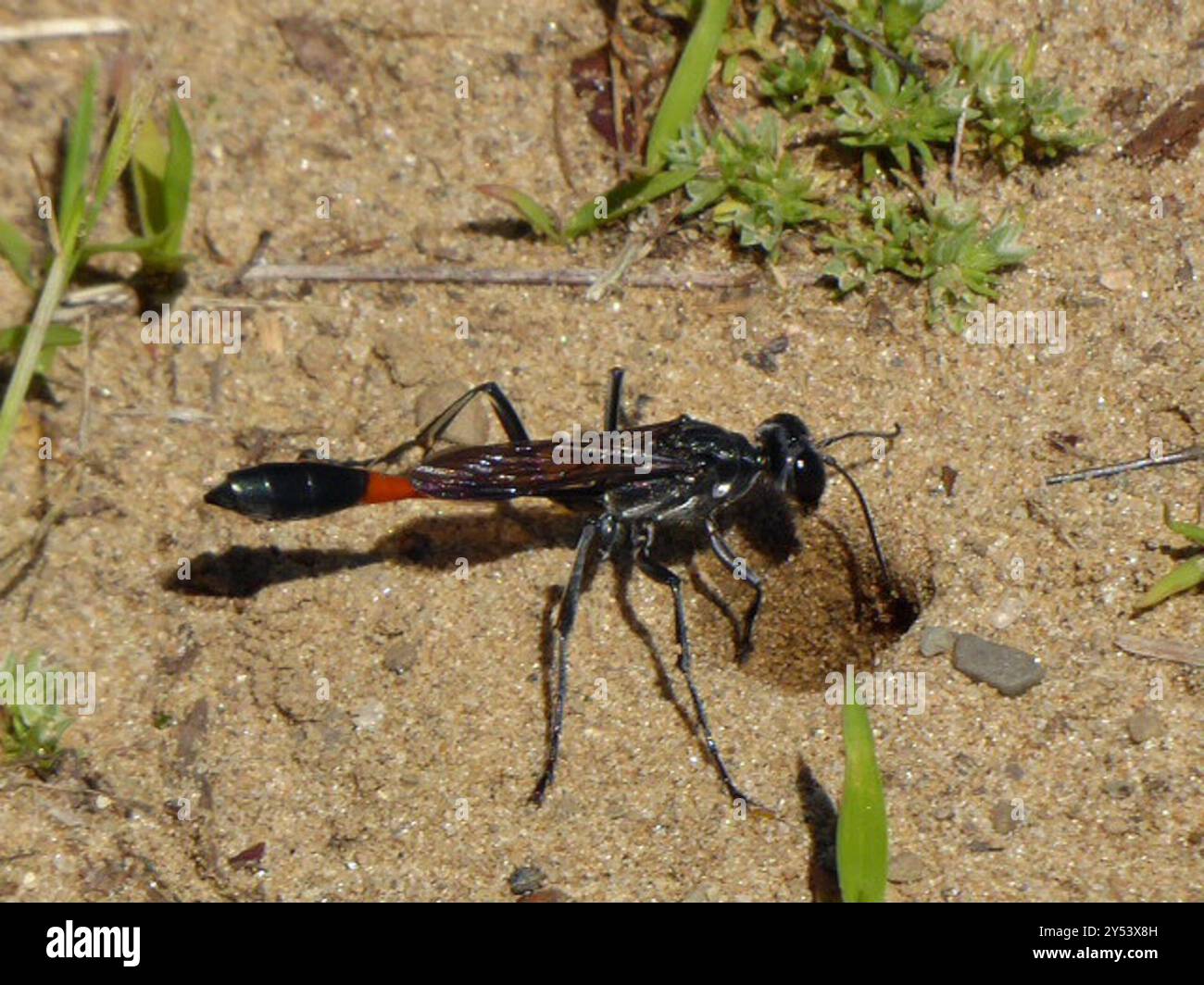 Common Thread-waisted Wasp (Ammophila procera) Insecta Stock Photo - Alamy