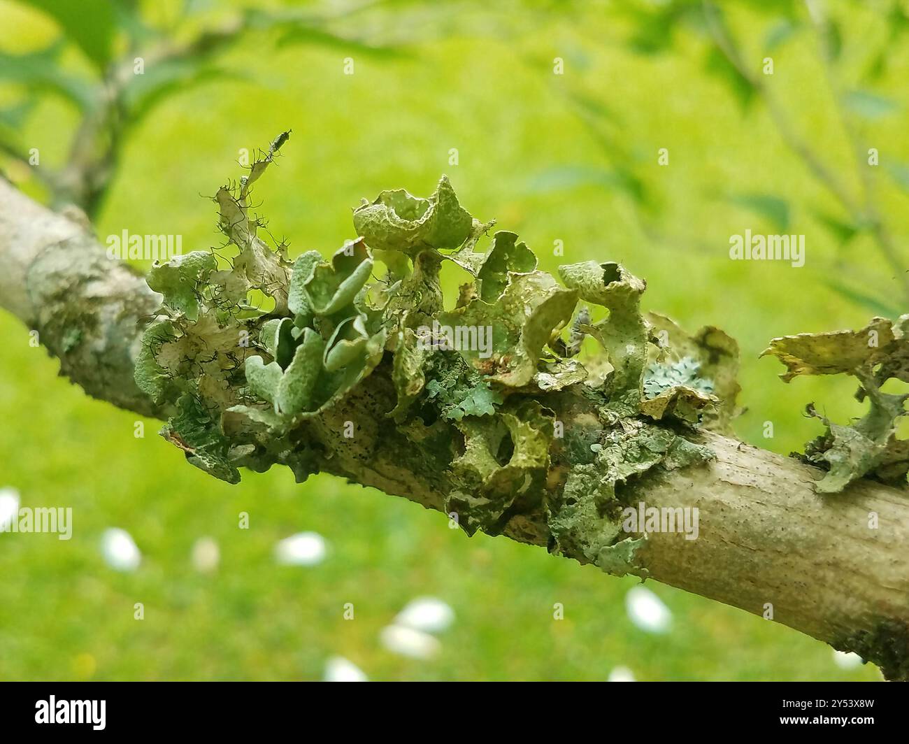 Ruffle Lichens (Parmotrema) Fungi Stock Photo - Alamy