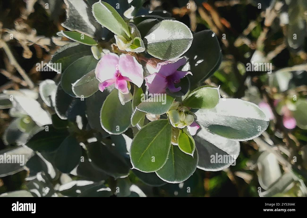 Satin bush (Podalyria sericea) Plantae Stock Photo - Alamy