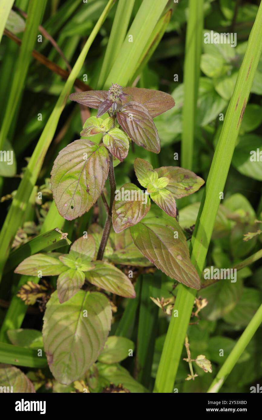 watermint (Mentha aquatica) Plantae Stock Photo - Alamy