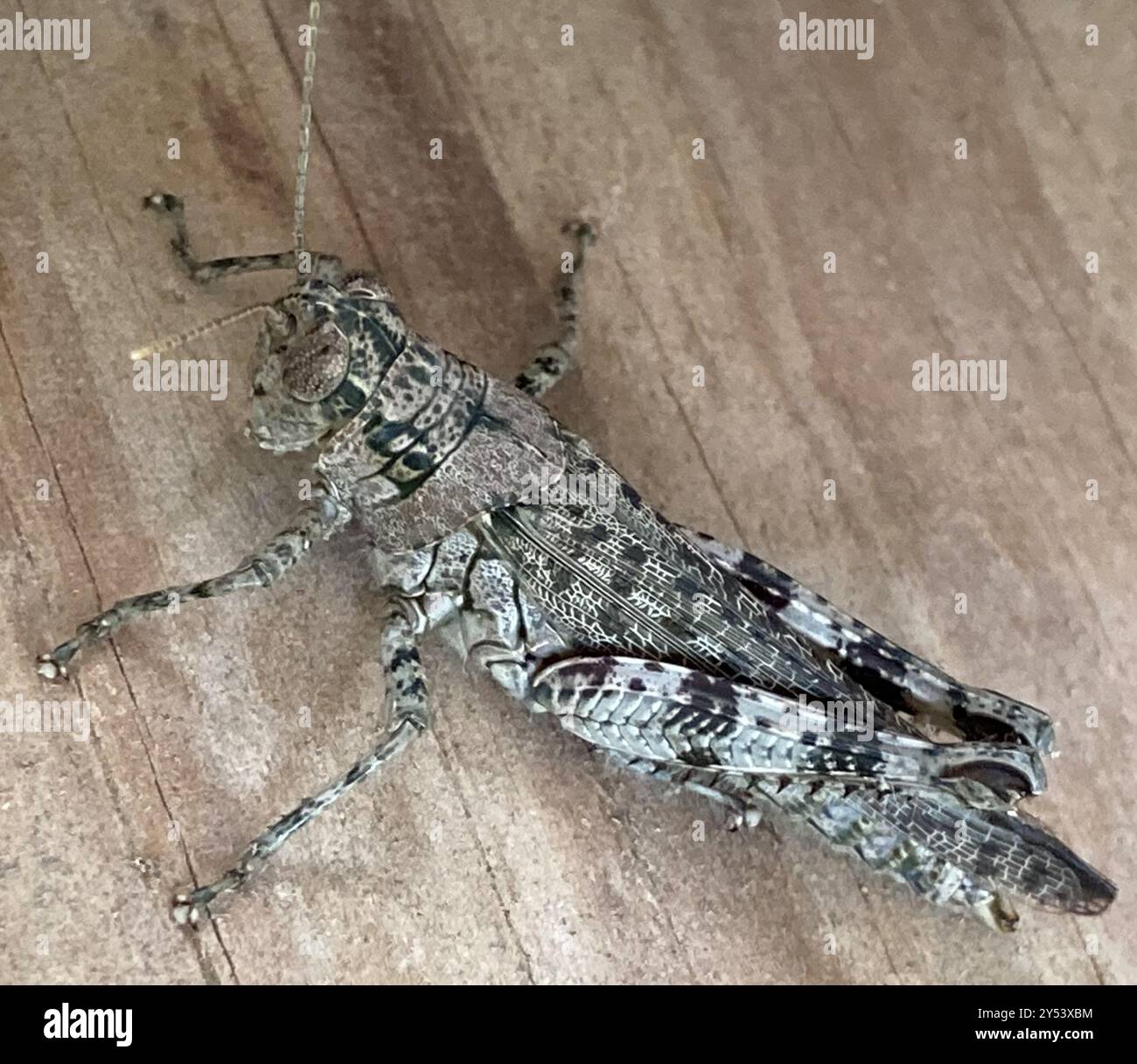 Grasshoppers, Locusts, and Allies (Caelifera) Insecta Stock Photo - Alamy