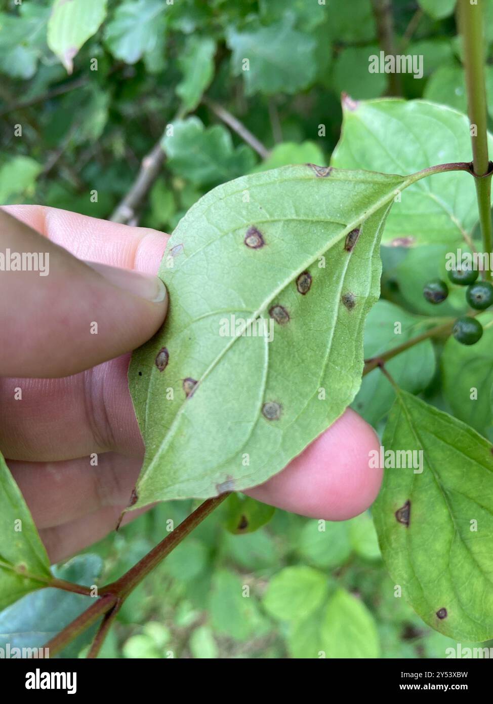 dogwood leaf spot (Sphaerulina cornicola) Fungi Stock Photo - Alamy