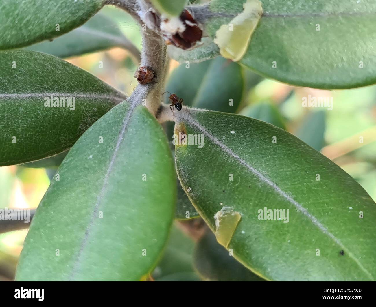 (Camponotus lateralis) Insecta Stock Photo - Alamy