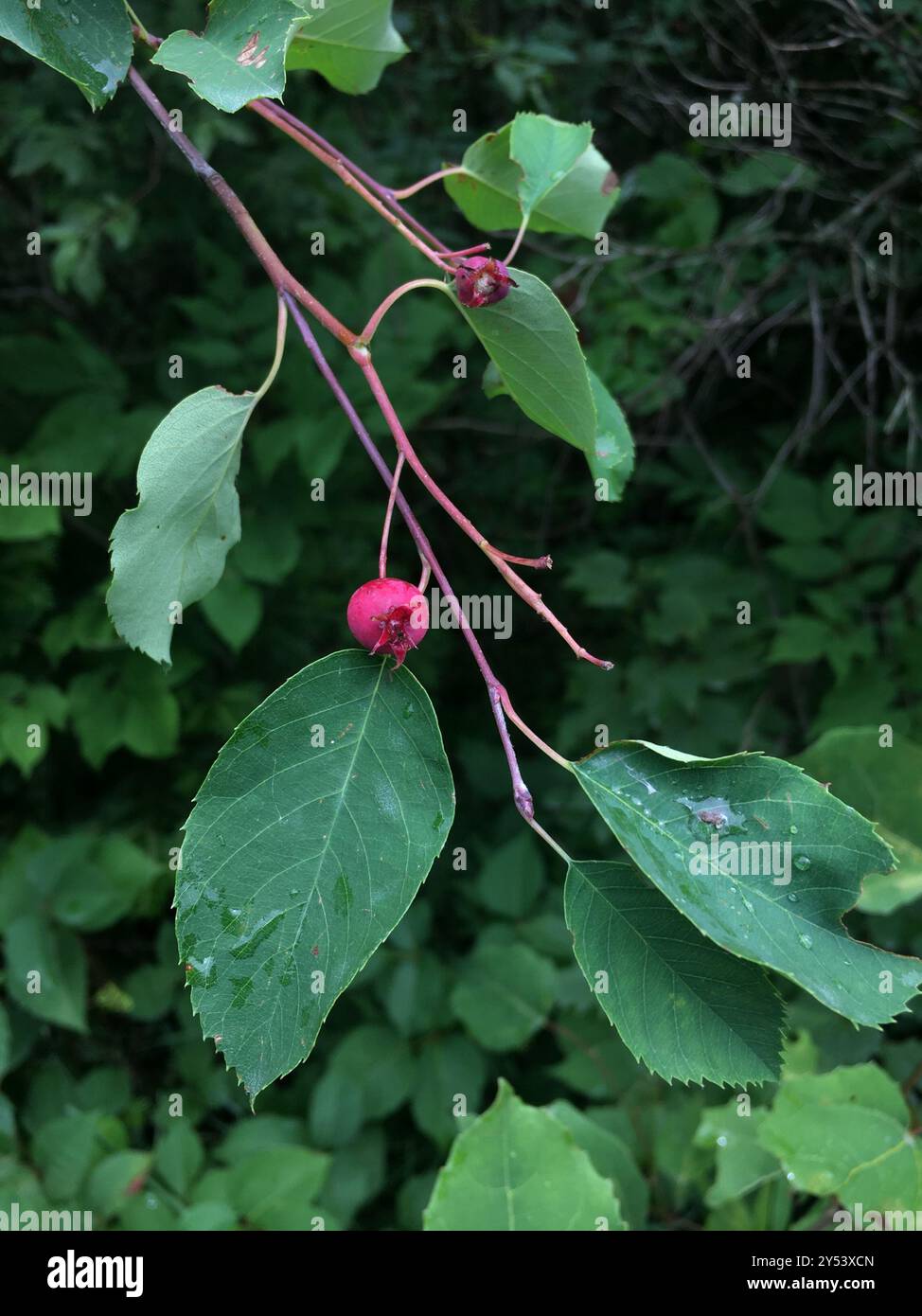 common serviceberry (Amelanchier arborea) Plantae Stock Photo - Alamy