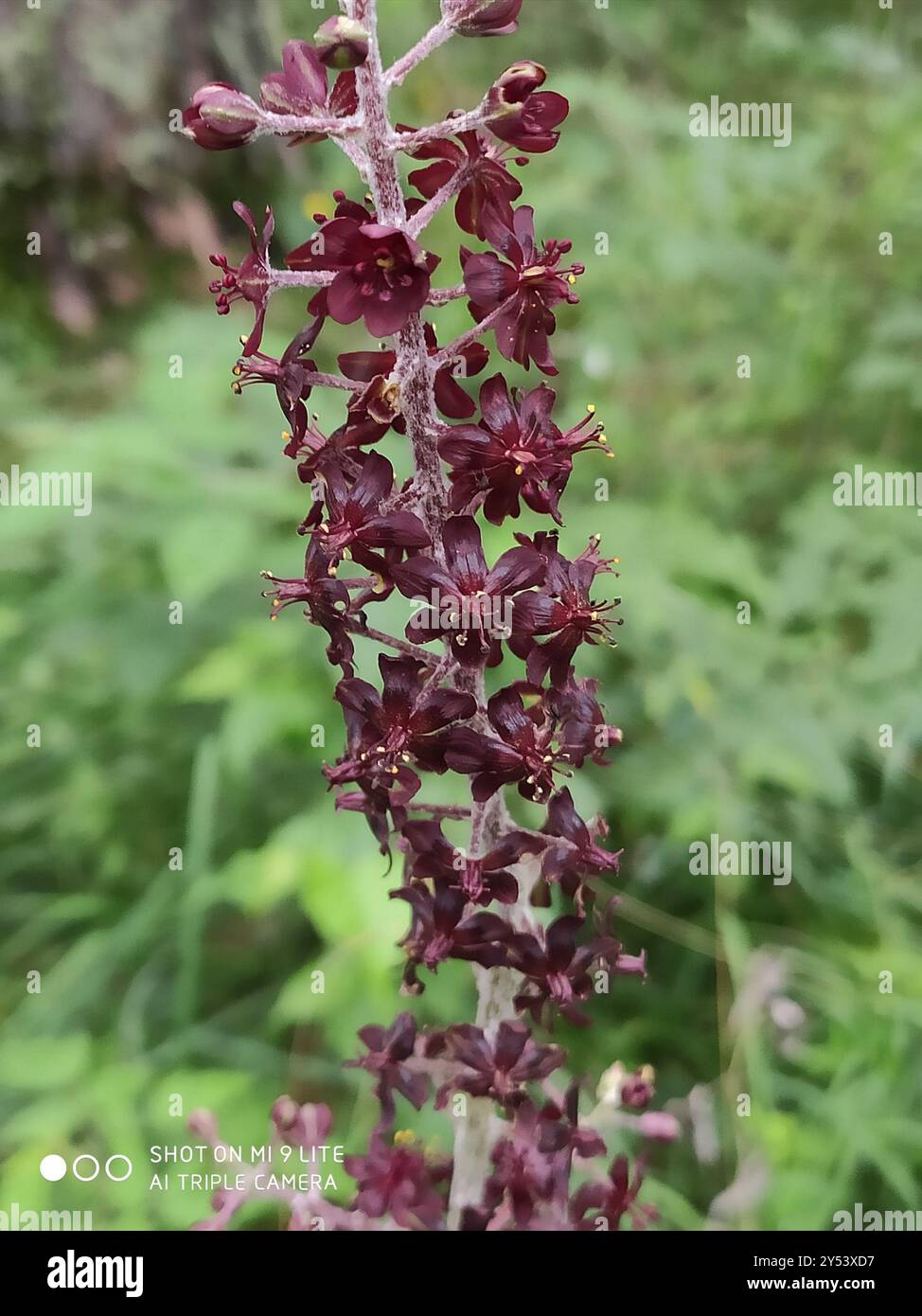 Black False-hellebore (Veratrum nigrum) Plantae Stock Photo - Alamy