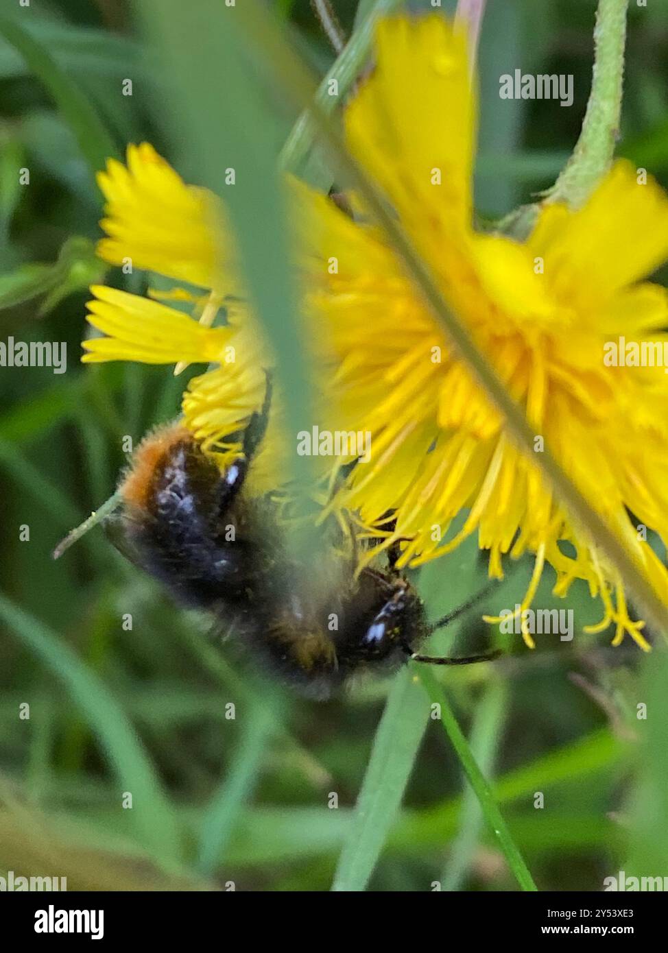 (Bombus soroeensis proteus) Insecta Stock Photo - Alamy