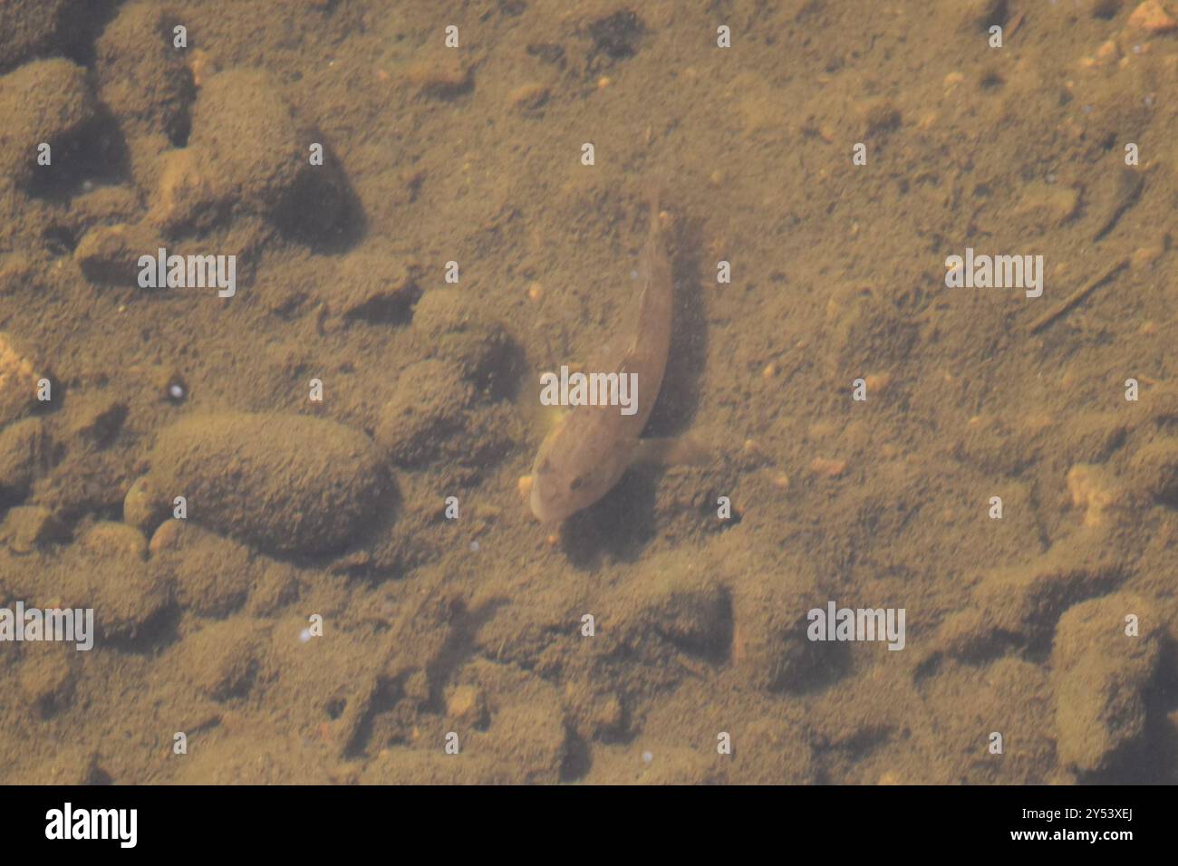 Round Goby (Neogobius melanostomus) Actinopterygii Stock Photo - Alamy
