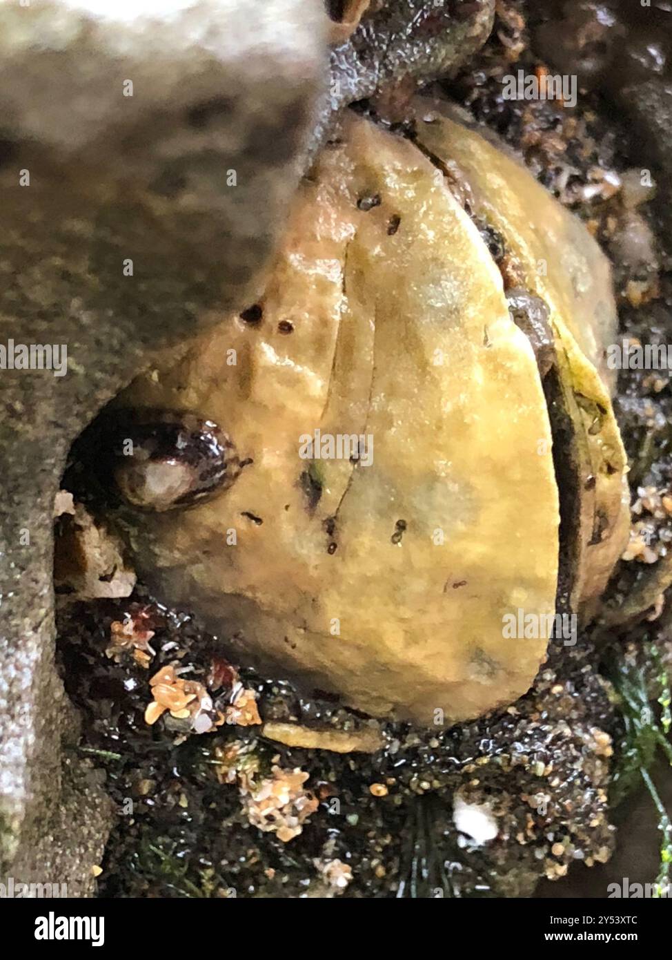 Bivalves (Bivalvia) Mollusca Stock Photo - Alamy