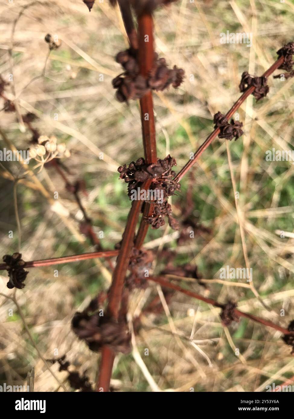 fiddle dock (Rumex pulcher) Plantae Stock Photo - Alamy