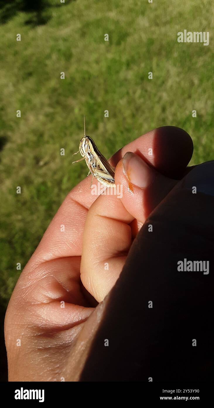 Striped Slant-faced Grasshopper (Amphitornus coloradus) Insecta Stock ...