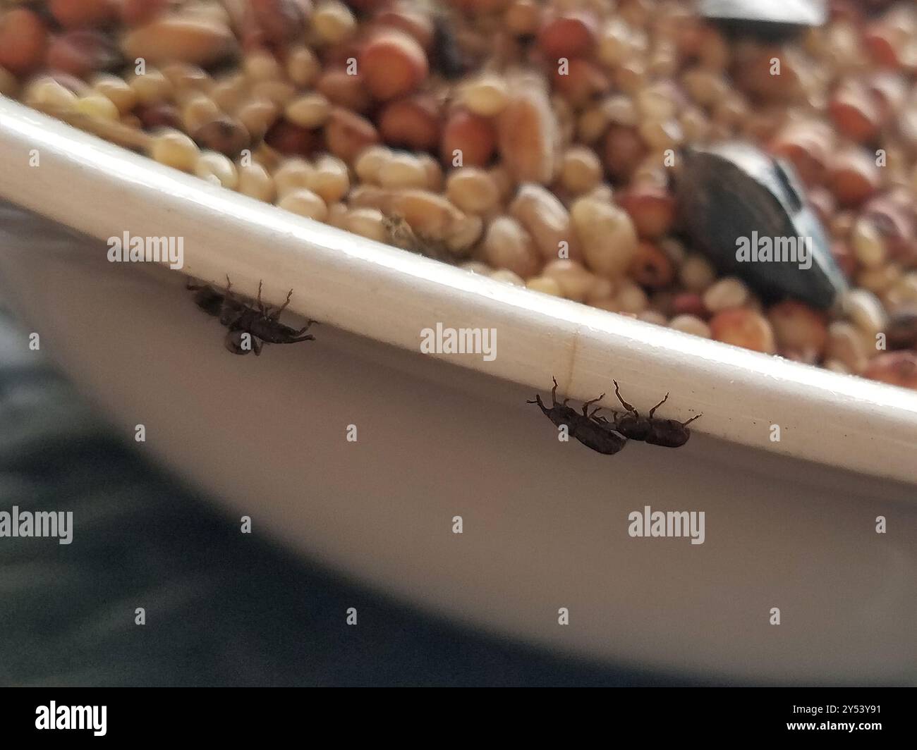 Grain Weevils (Sitophilus) Insecta Stock Photo - Alamy